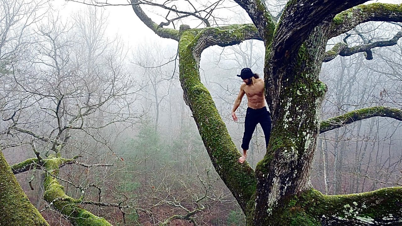 Le Parkour Primal, l'entraînement sportif dans les arbres - Anarcho ...